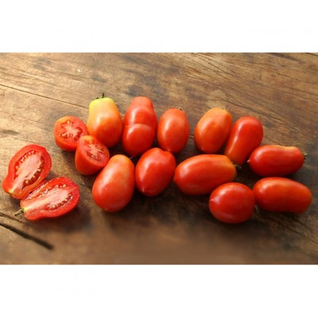 Tomate Roma semences bio variété ancienne
