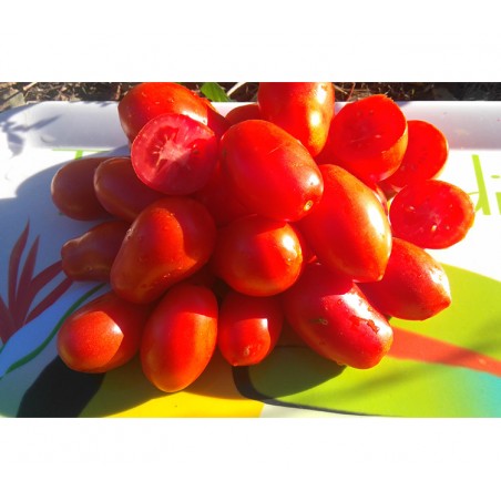 Tomate Roma semences bio variété ancienne