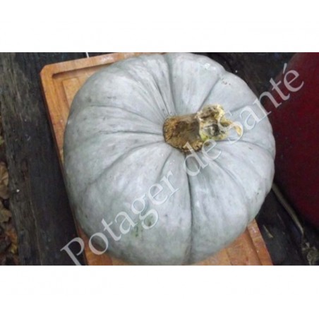 Semences de Potiron Bleu de Hongrie, famille des cucurbitacées.