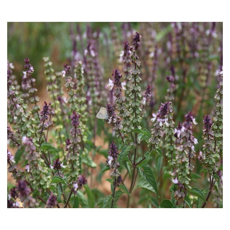 Graines bio basilics aromatiques