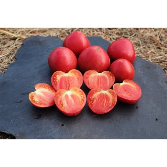 Tomates résistantes au mildiou