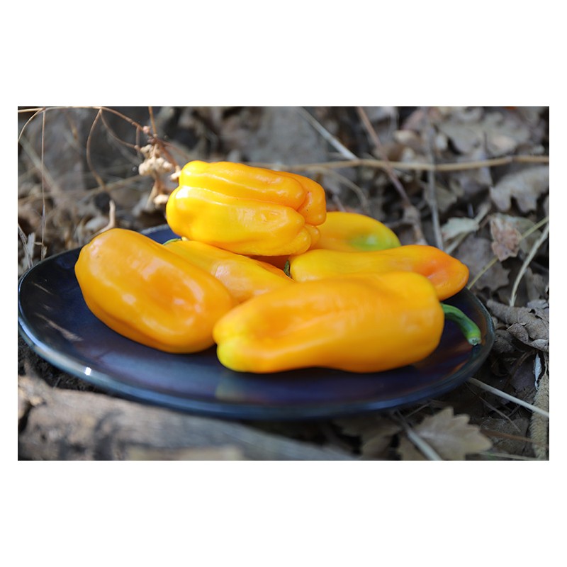 Semences de Poivrons bio reproductibles variétés anciennes résistantes