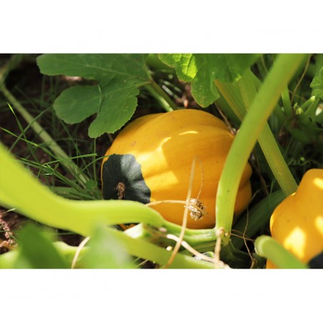 Courge Royal Acorn Jaune graines biologiques