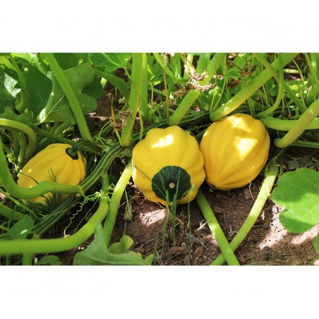 Courge Royal Acorn Jaune graines biologiques