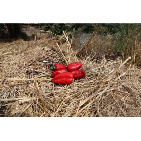 Poivron Italien Rosso graines bio
