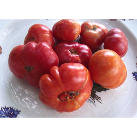 Tomate Calabache Rouge côtelée bio résistante à la sécheresse
