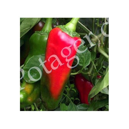 Poivron doux d'Espagne semences bio