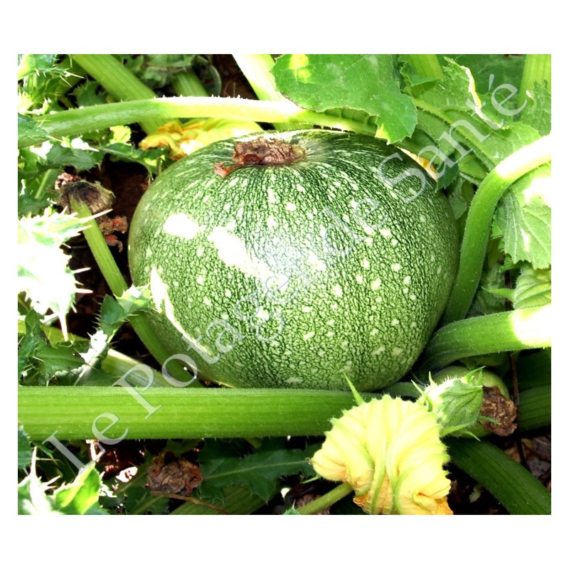 Courgette longue verte d'Alger semences bio