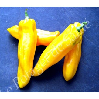 Semences de Poivrons bio reproductibles variétés anciennes résistantes