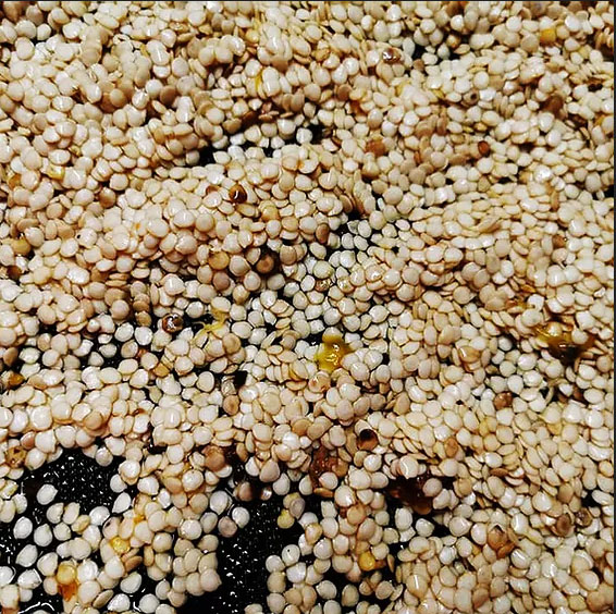 Semences bio, graines potagères variétés anciennes